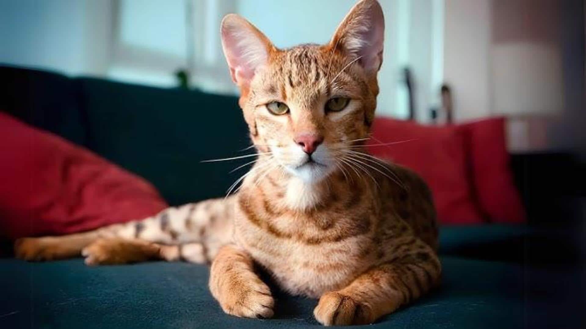 These are the 5 most expensive cats in the world, know their price ...